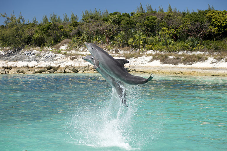 Swimming With Dolphins In The Bahamas - Busy Loving Life