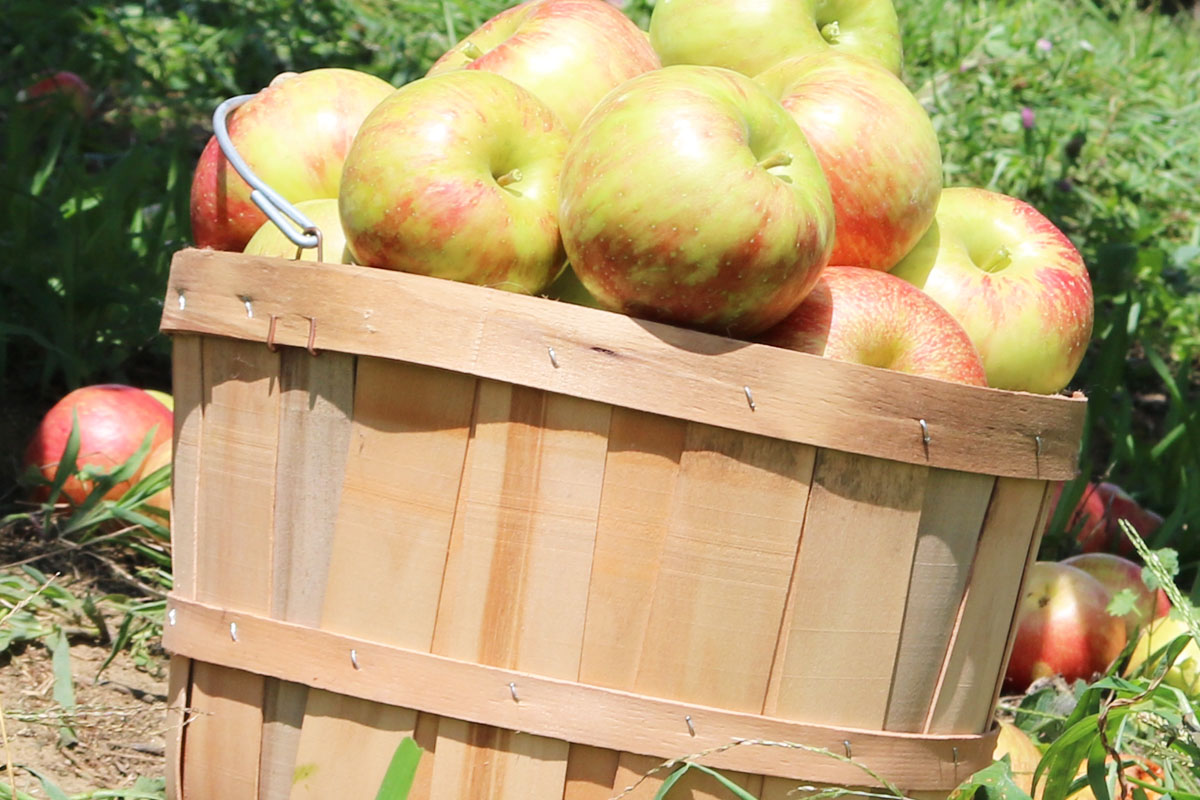 Sky Top Orchard - 6 Fun Things to Do! Busy Loving Life